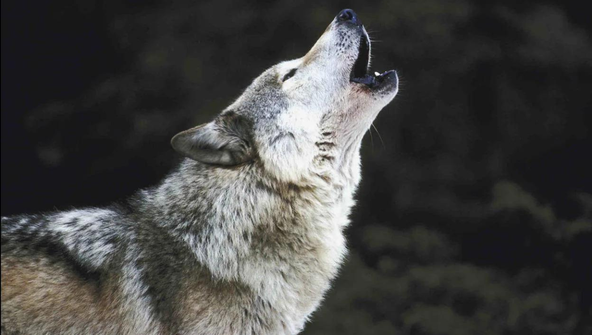 Qué significa el aullido de los perros y a qué se deben