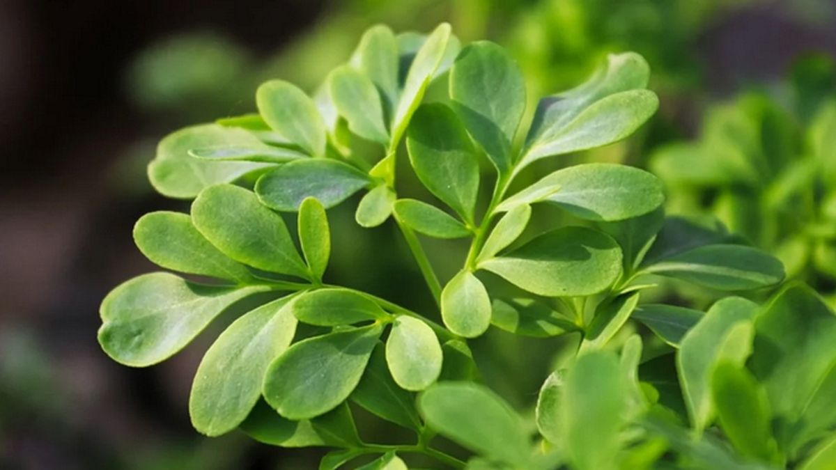 Qué significa regalar una RUDA del jardín de casa