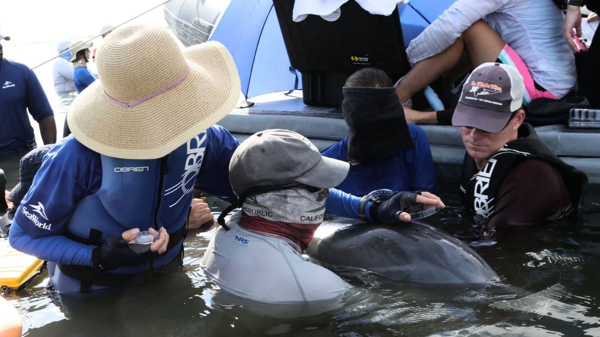 Descubrimiento en el aliento de los delfines alerta sobre la ...