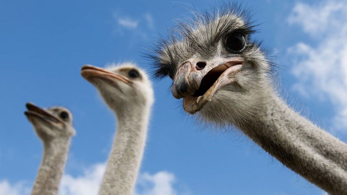 Respira profundo al conocer el animal que pone el huevo más grande y no ...