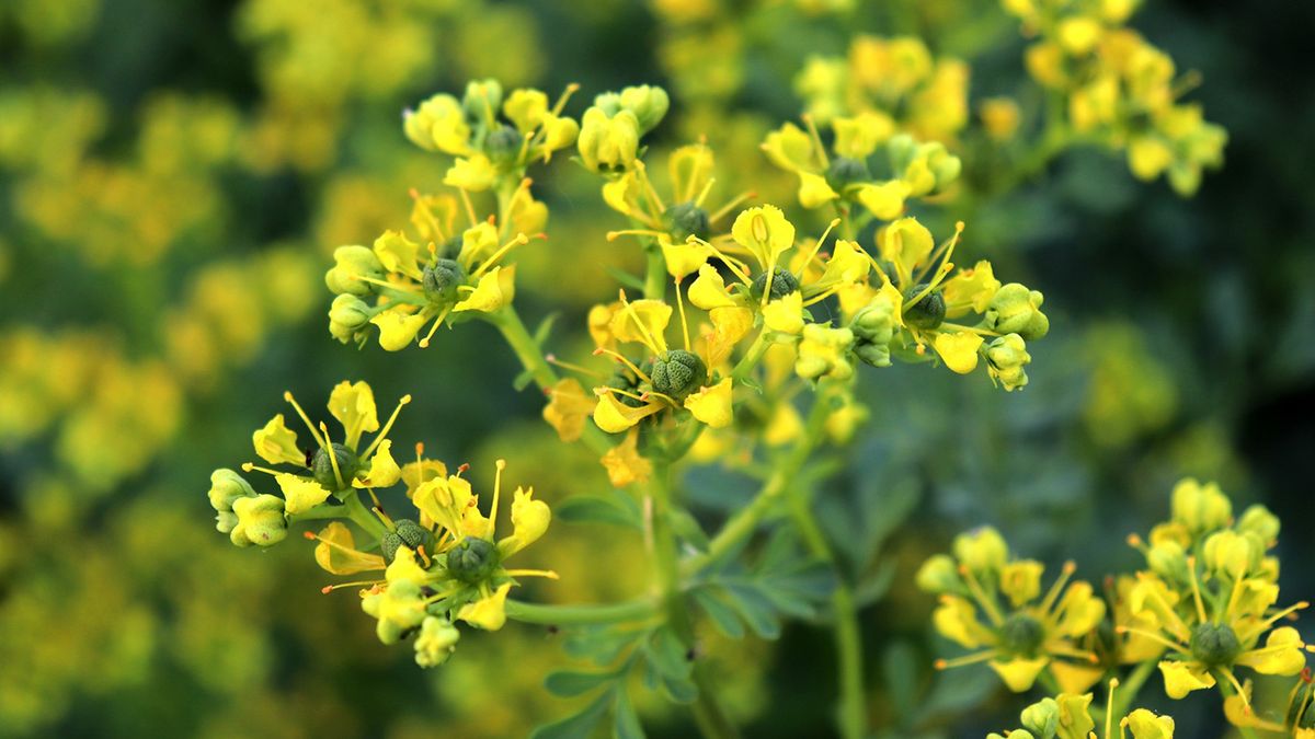 Qué significa tener una RUDA a la derecha de tu casa