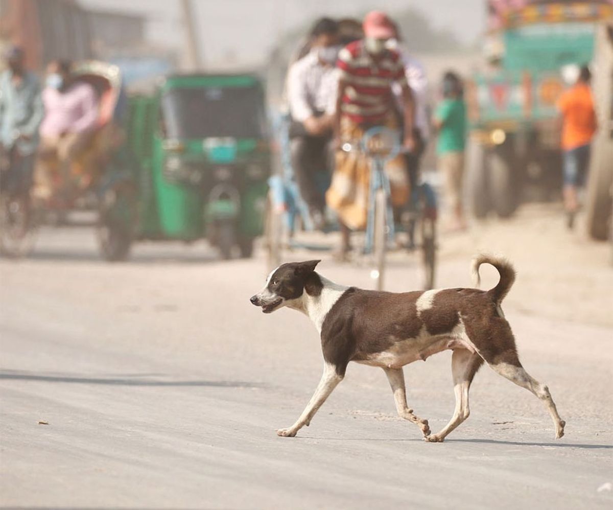 Por qué a algunos perros se los llama Firulais