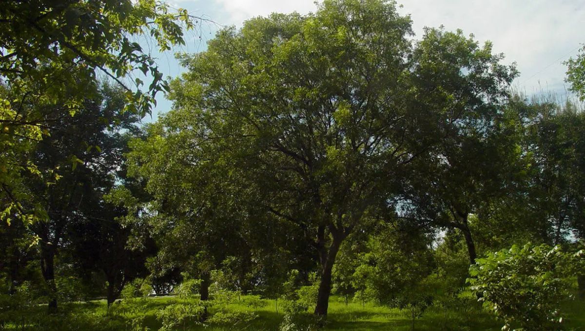 El árbol de América Latina que es una bendición y fortuna para la biodiversidad del mundo