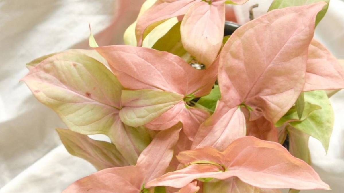 Plantas: conoce los cuidados del Singonio, la planta que es tendencia ...