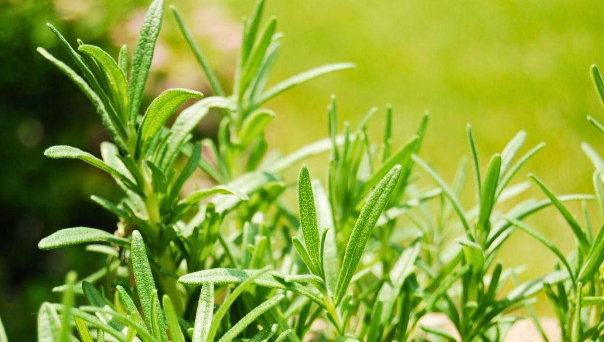 Ni húmedo, ni arcilloso: qué tipo de suelo necesita el romero para ...