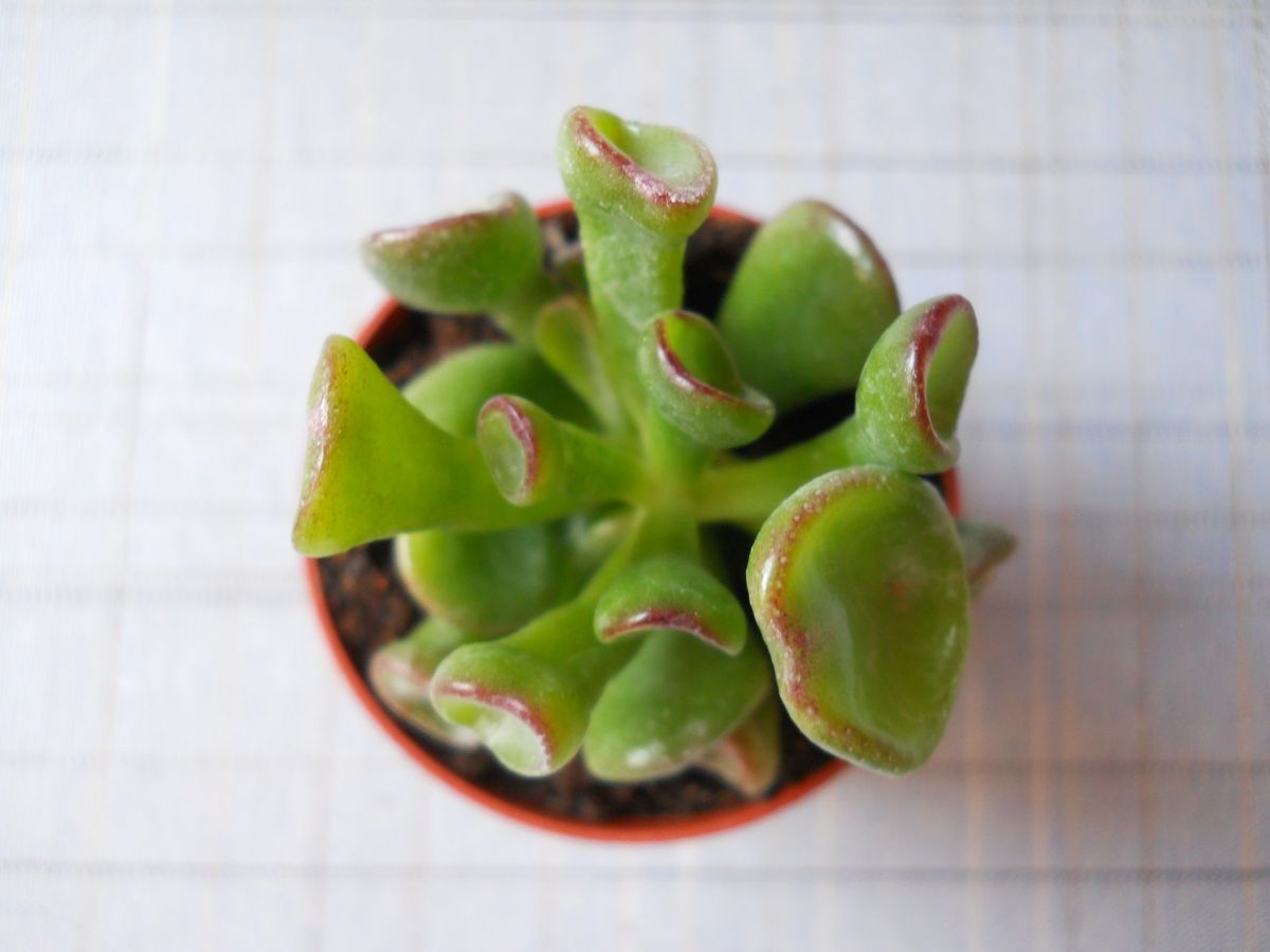 Suculenta orejas de Shrek: cómo hacer para que crezca rápido