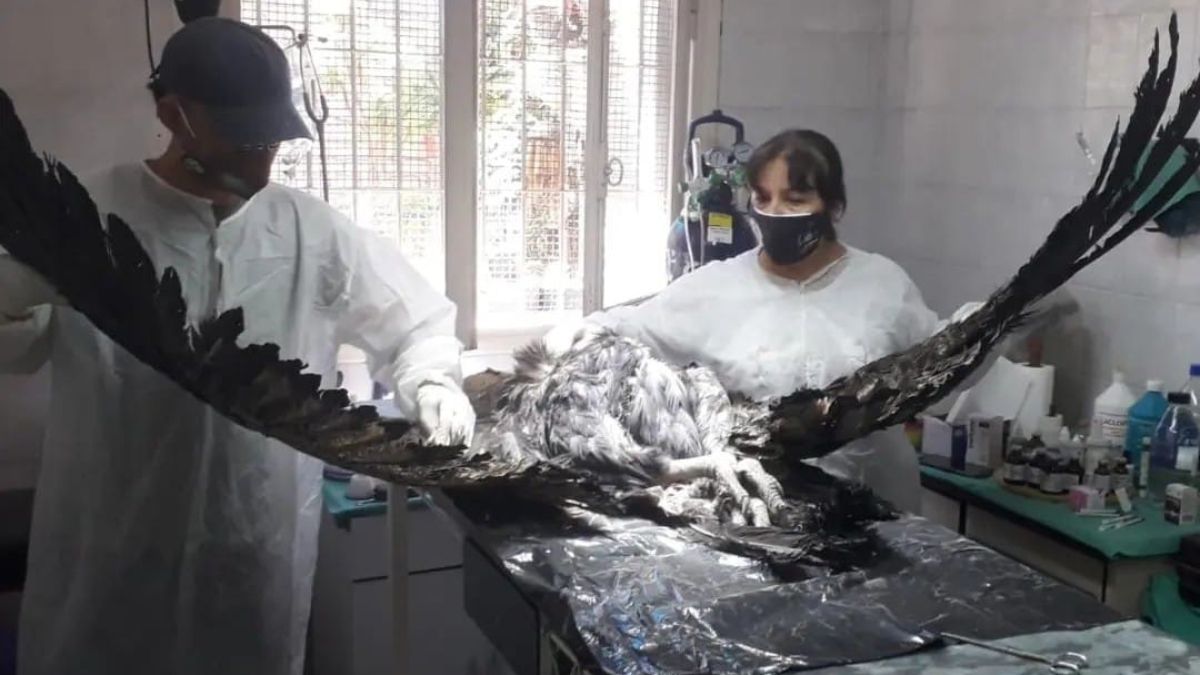 Un cóndor andino fue hallado muerto con 11 perdigones por los efectos ...