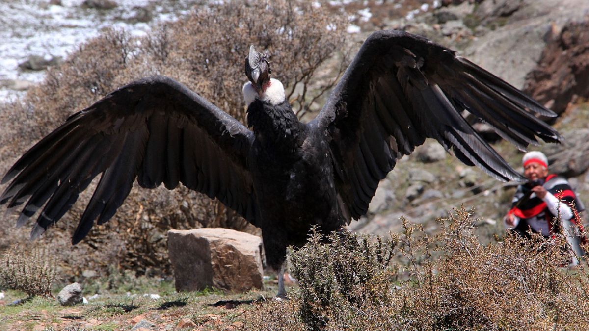 Un cóndor fue liberado en el Parque Cordón del Plata tras rehabilitarlo ...