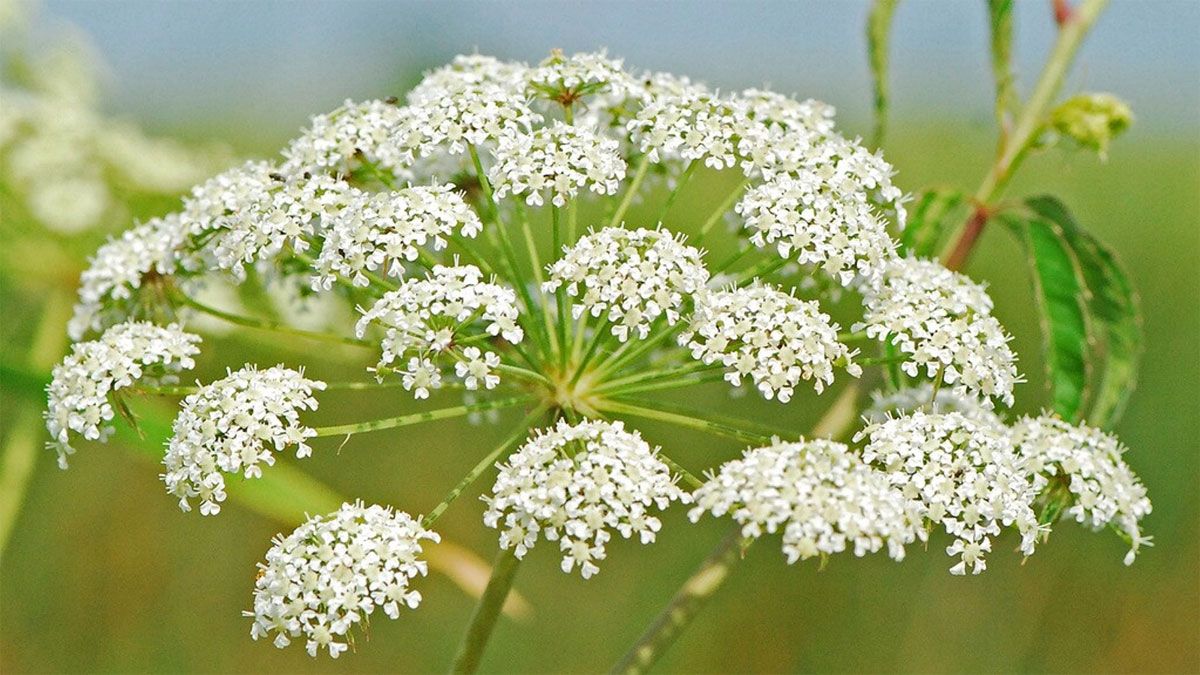 Las plantas que son muy peligrosas y ni siquiera se deberían tocar en ...