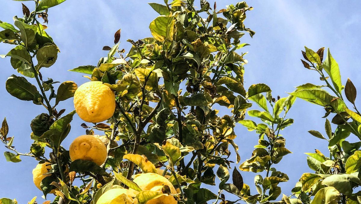 Árbol limonero: por qué recomiendan colocar vinagre en su tierra cada 20 días