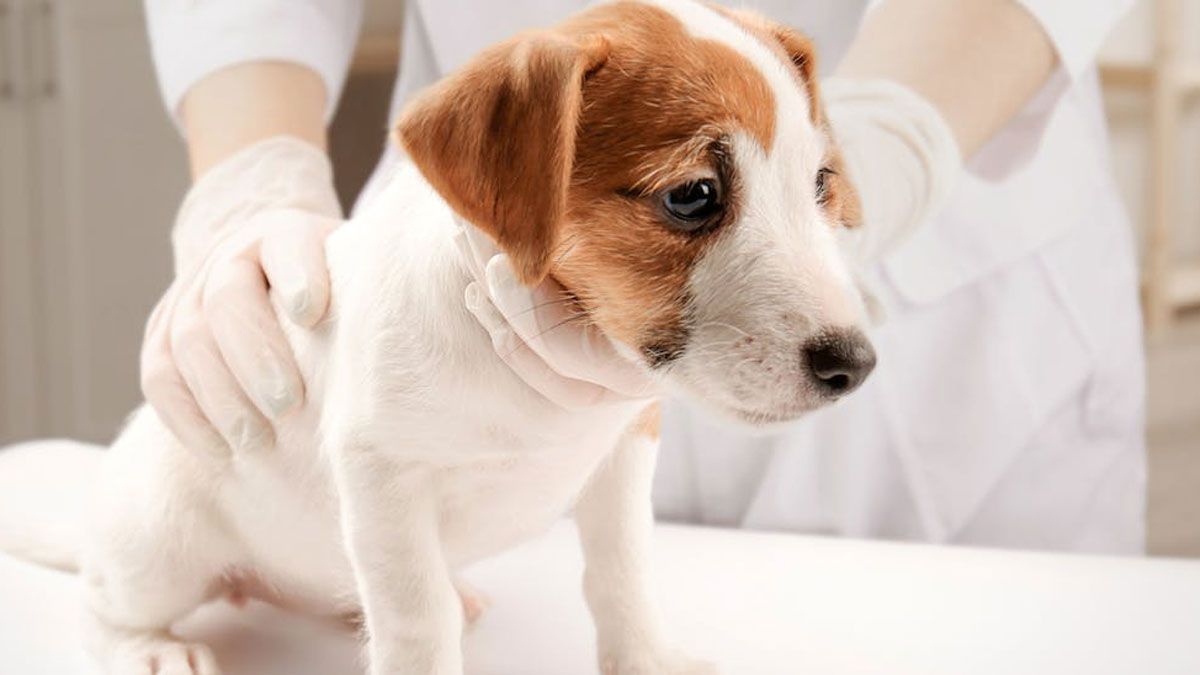 Respira profundo al saber cuáles son los síntomas del parvovirus en el ...