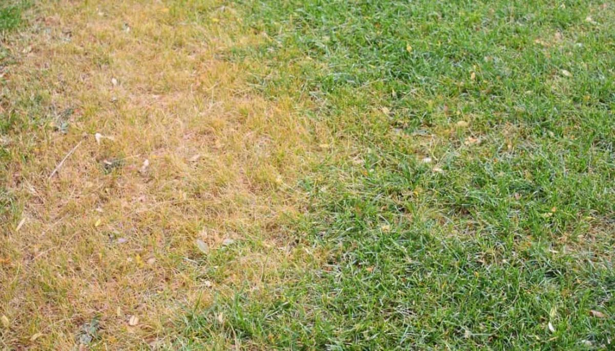 El truco casero para revivir el pasto amarillo del jardín y que se ...