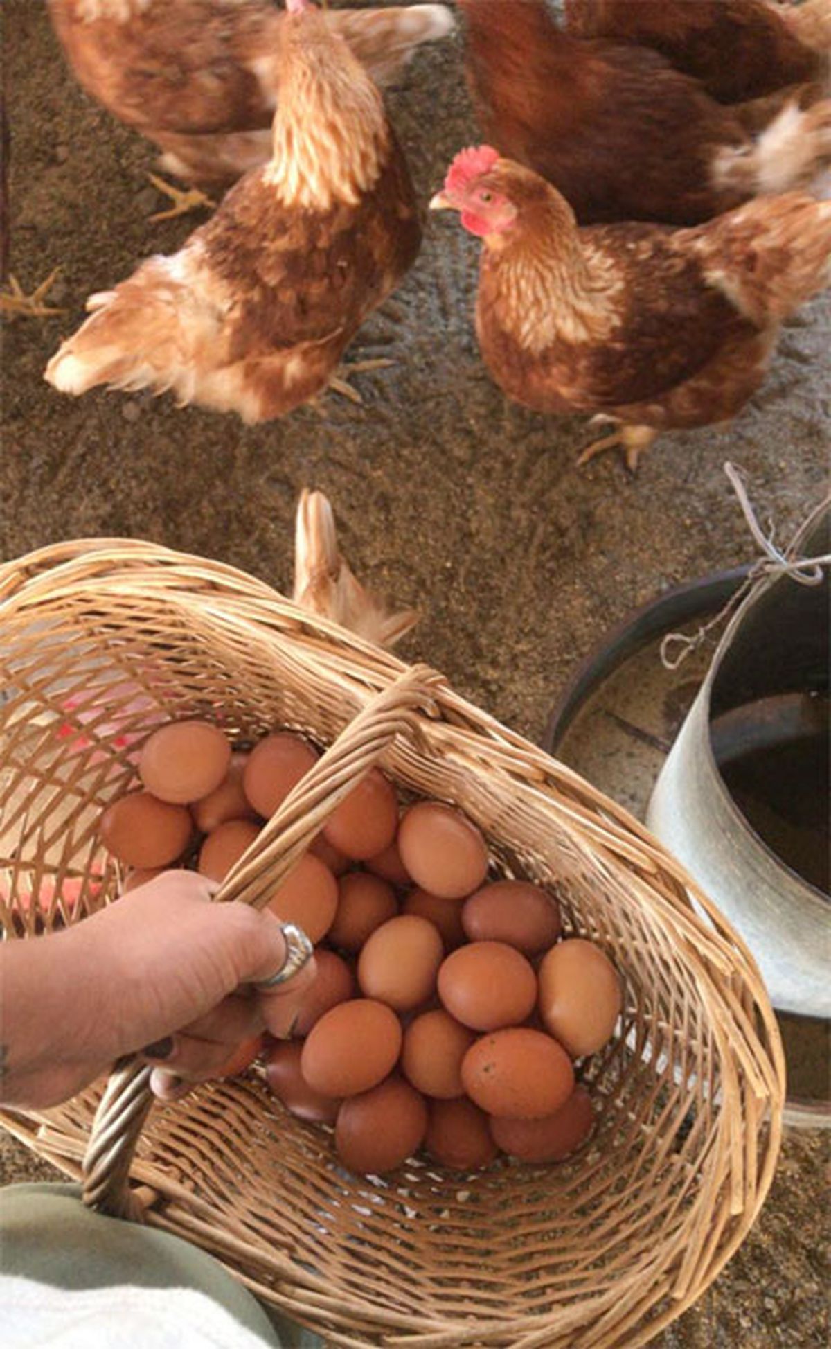 Toma aire al saber la diferencia entre un huevo de campo y un huevo de ...