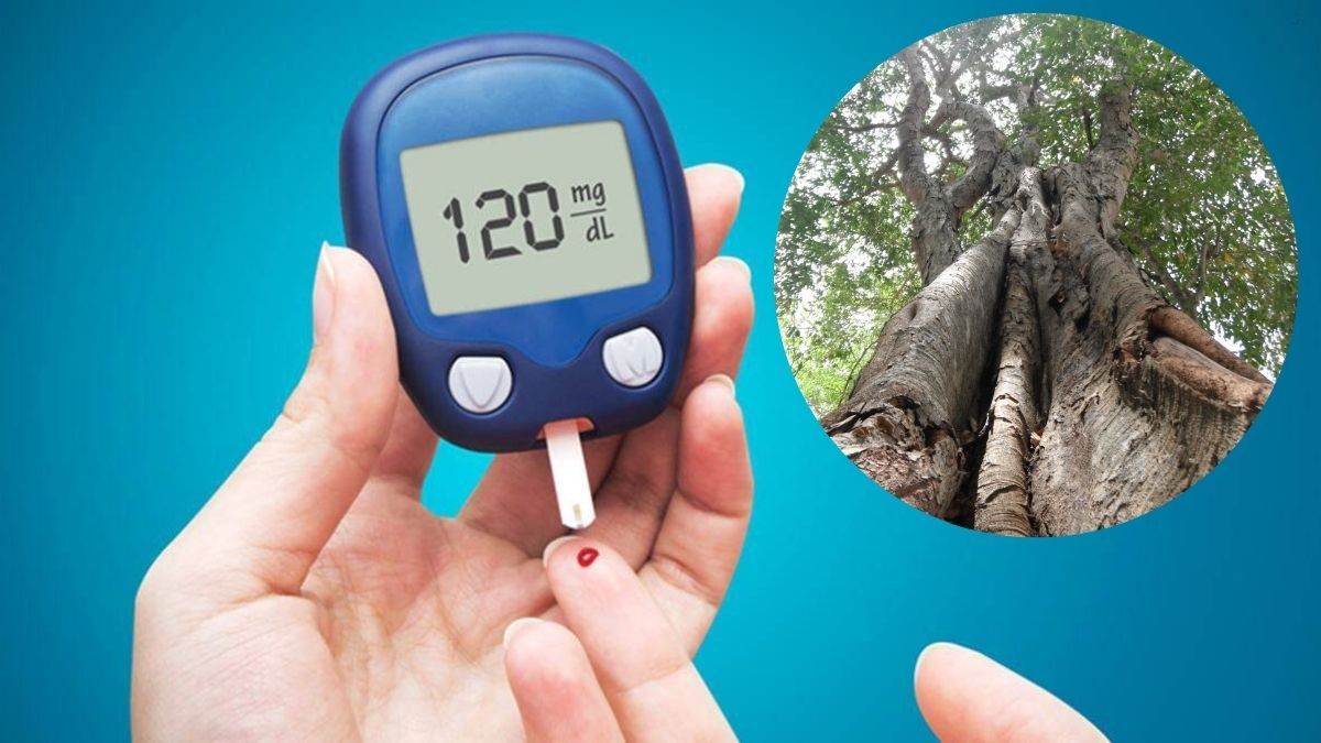 El árbol maya que ayuda a tratar la diabetes, la bronquitis, la ...