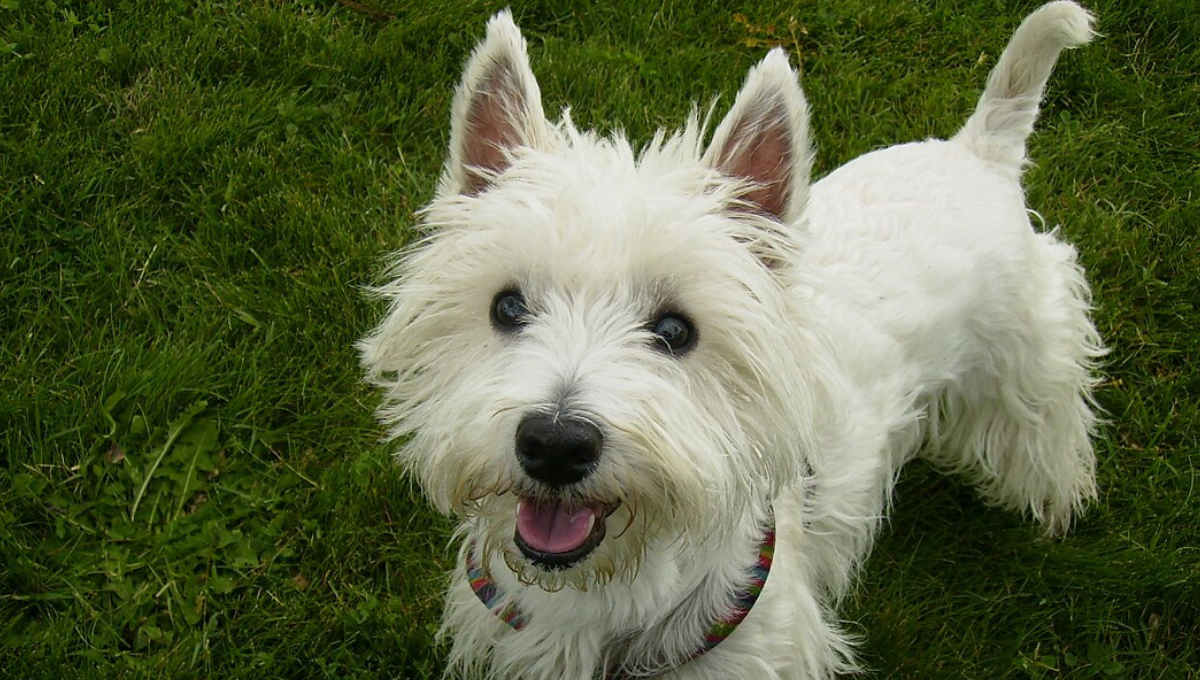 Qué significa que mi perro tenga las orejas paradas