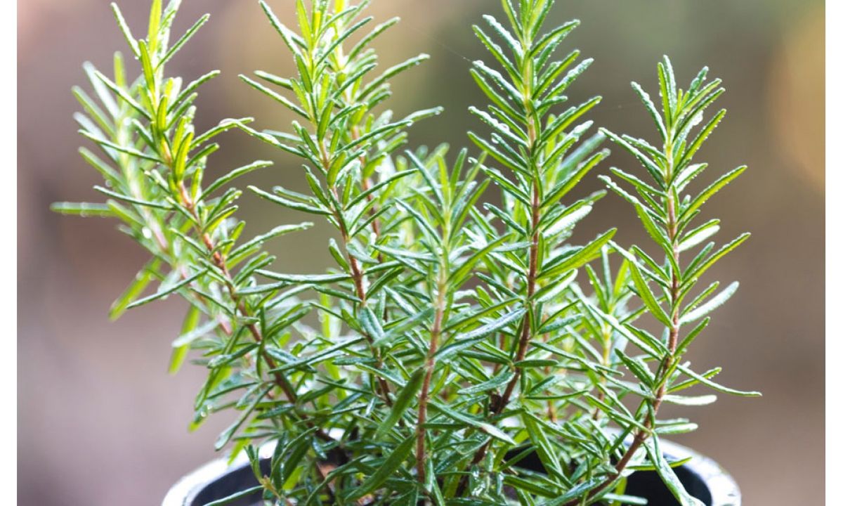 Cómo usar la planta de romero para combatir el mal aliento de manera natural y económica