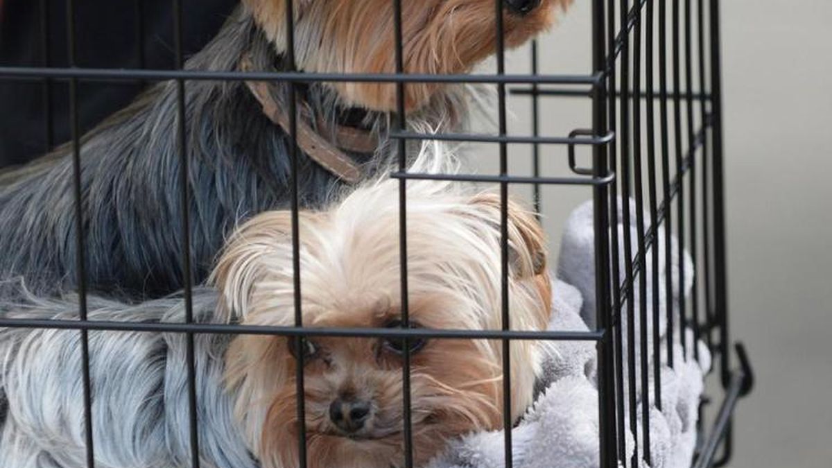 ¿Quién se quedará con los perros de Johnny Depp y Amber Heard?