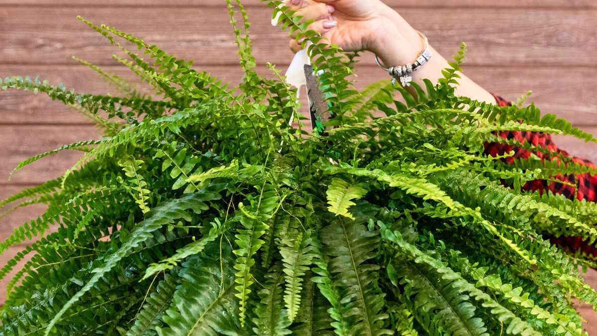 Helecho macho: la planta que todos tienen en casa y era oro para la ...