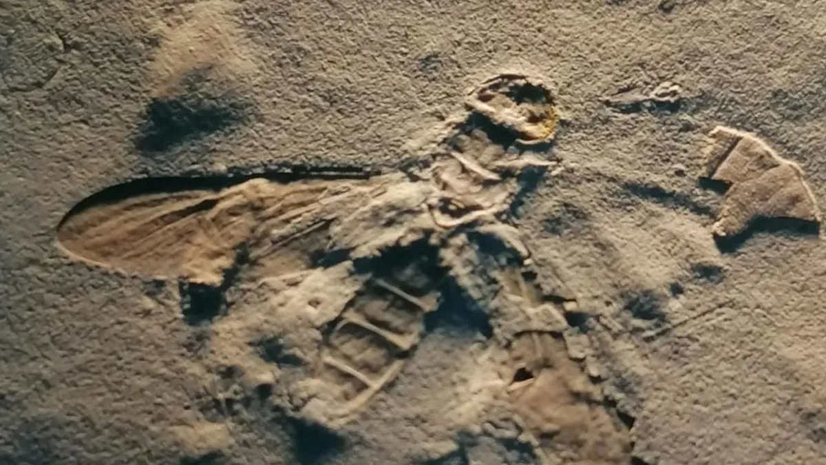 Descubrimiento de restos fósiles únicos emociona a la comunidad de Jalisco