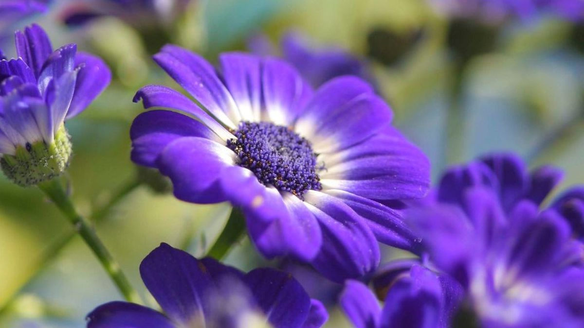 Ni petunias ni margaritas: la planta que florece toda la primavera y ...