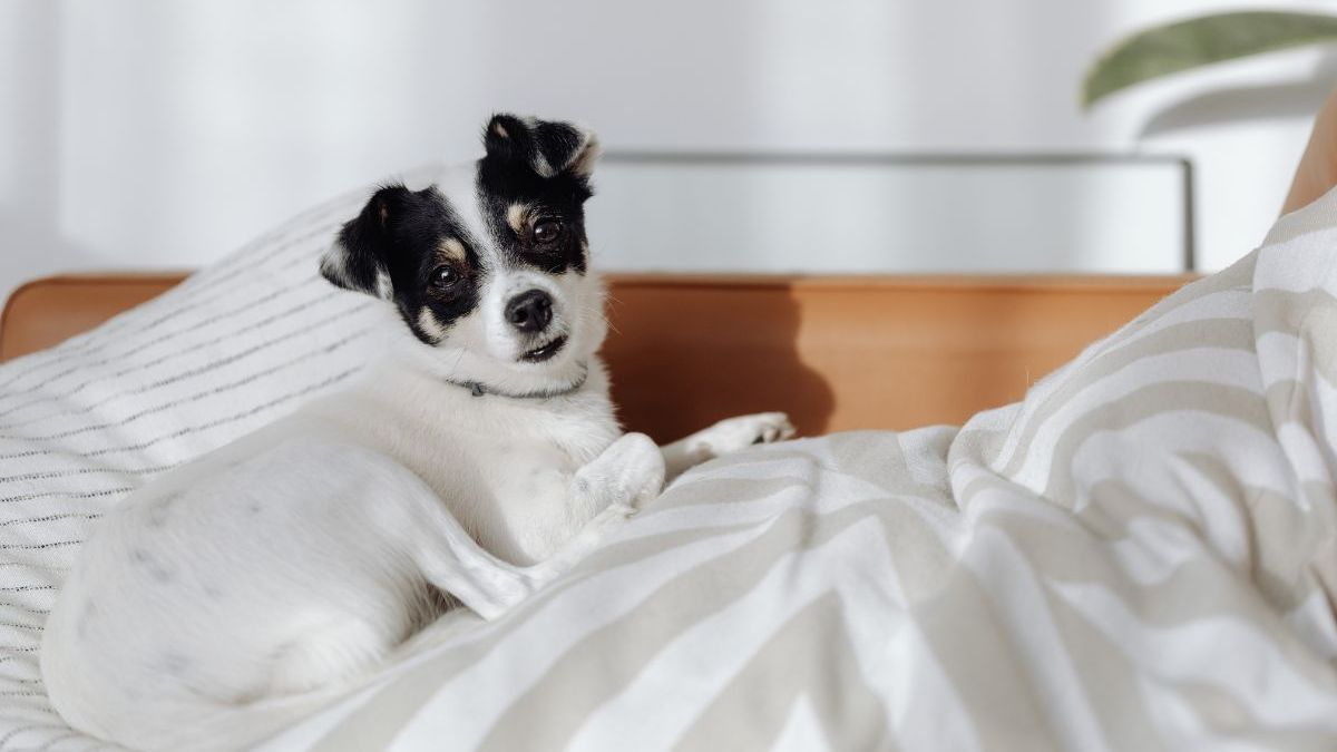 Cómo quitar el olor a perro de la casa: trucos y recomendaciones