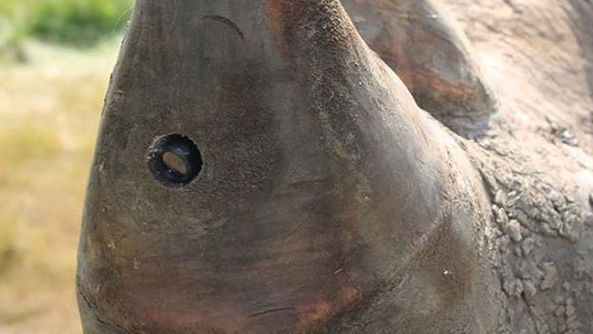 Cámaras en el cuerno de los rinocerontes