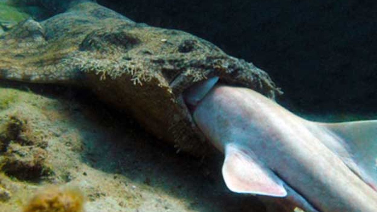 El tiburón cometiburones