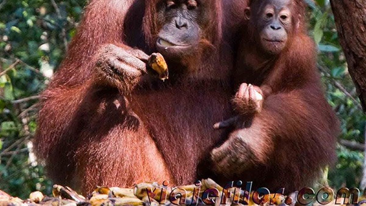 Más de la mitad de los primates del mundo cerca de la extinción