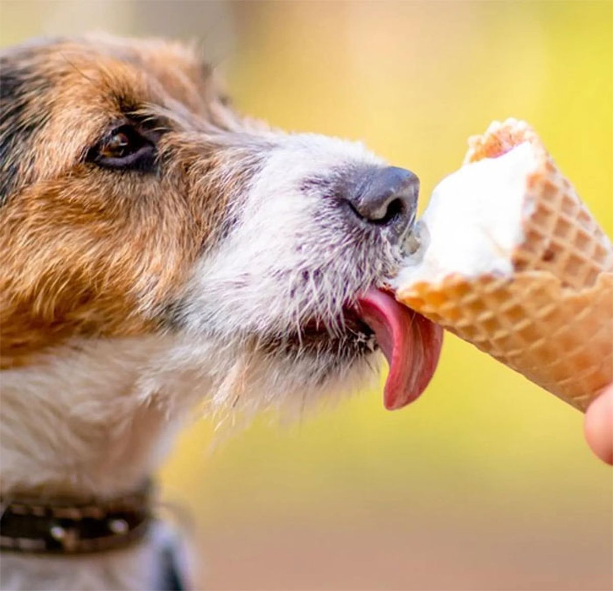 Qué pasa si le doy un poco de helado a mi perro