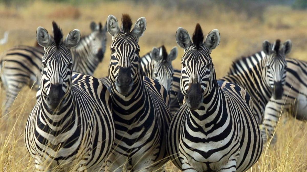 No vas a poder creerlo: cómo se llama la cría entre una cebra y un burro