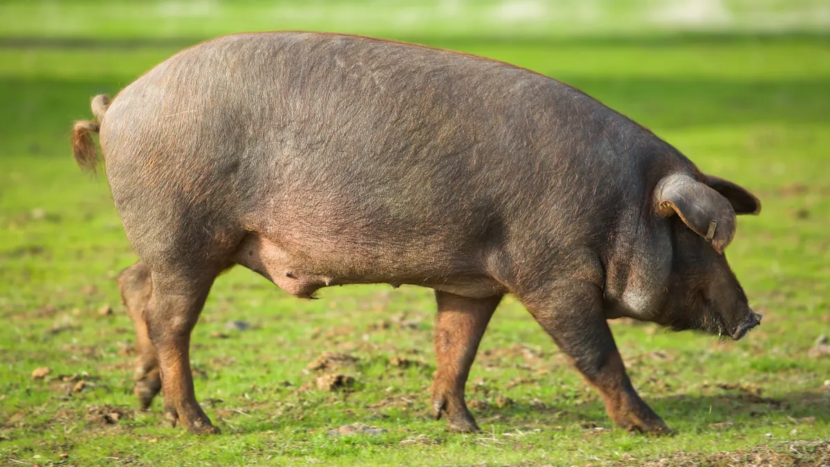 Muchas religiones prohíben el cerdo: este es el origen de ese tabú