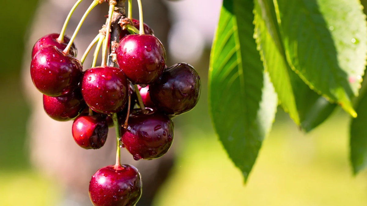 Cómo cuidar un árbol de cerezas en primavera para que se transforme en ...