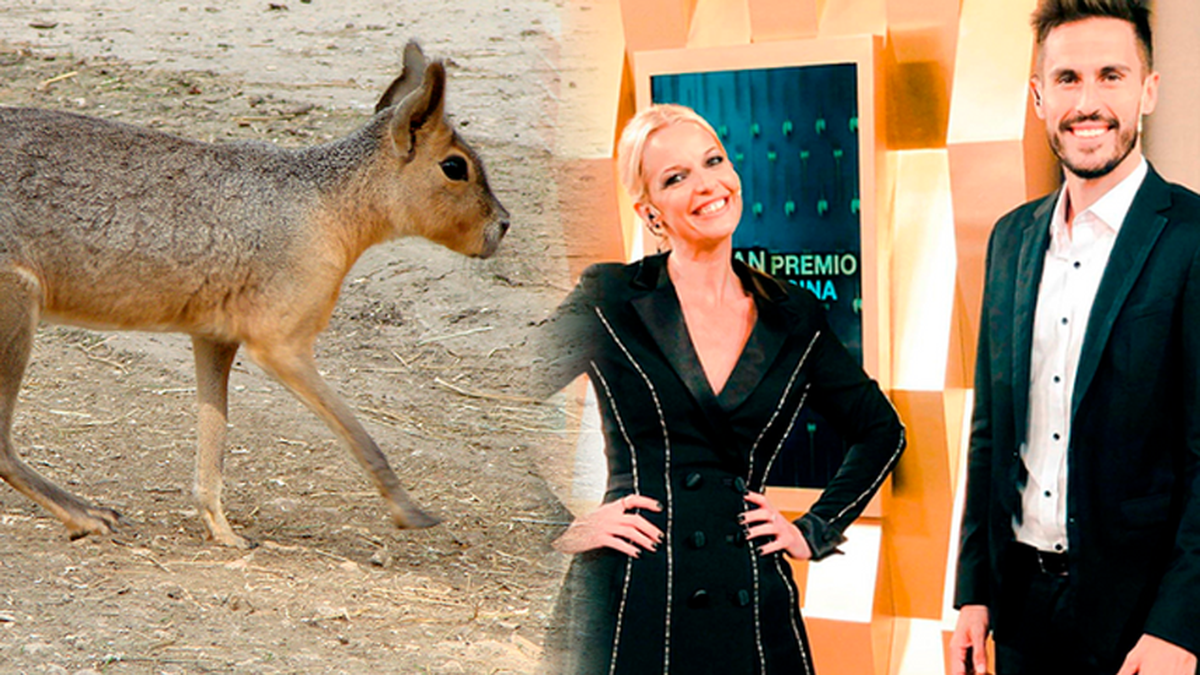 Demandarán al programa de Carina Zampini por cocinar una liebre mara ...