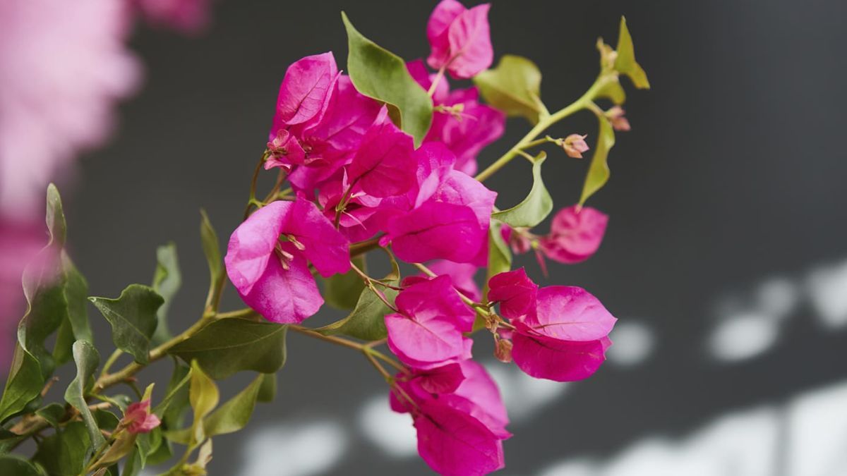 Cuál es el mejor momento del año para podar una Santa Rita o Bugambilia ...