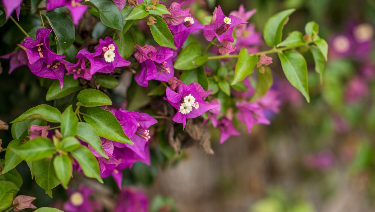 Cómo preparar té de Santa Rita, la flor de potente color rojo fucsia