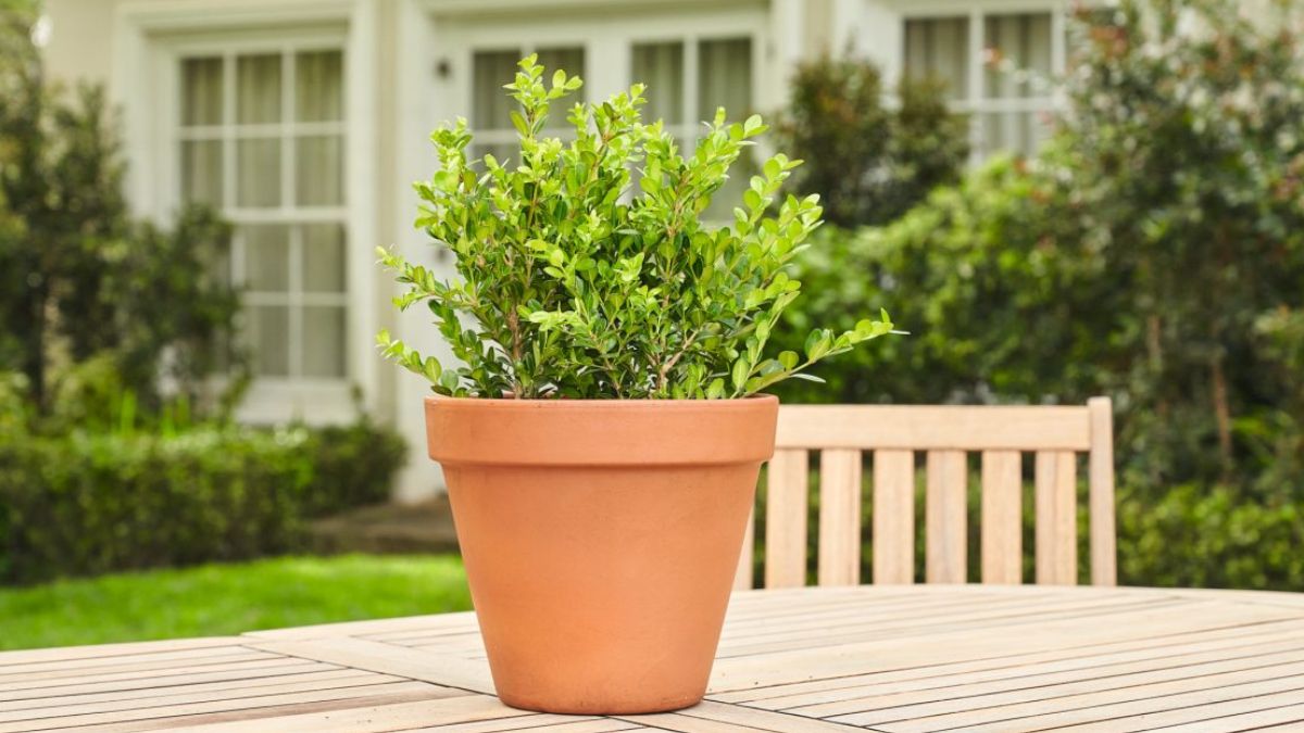 Respira profundo para saber el truco de cómo cultivar un arbusto de boj ...