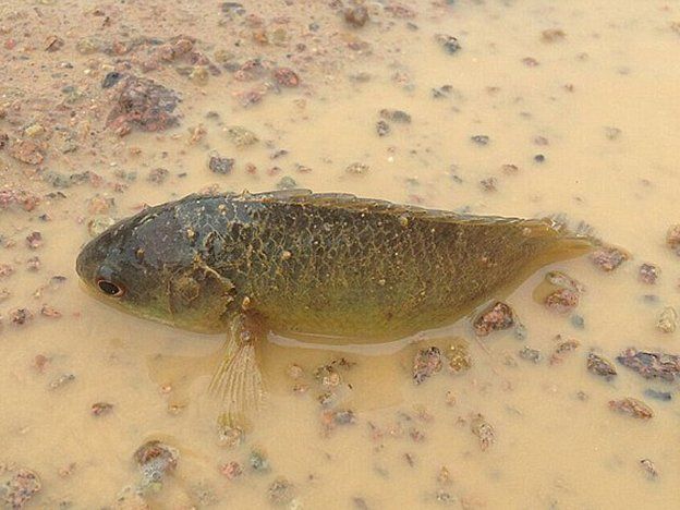 Todo pez que camina... ¿es una amenaza?