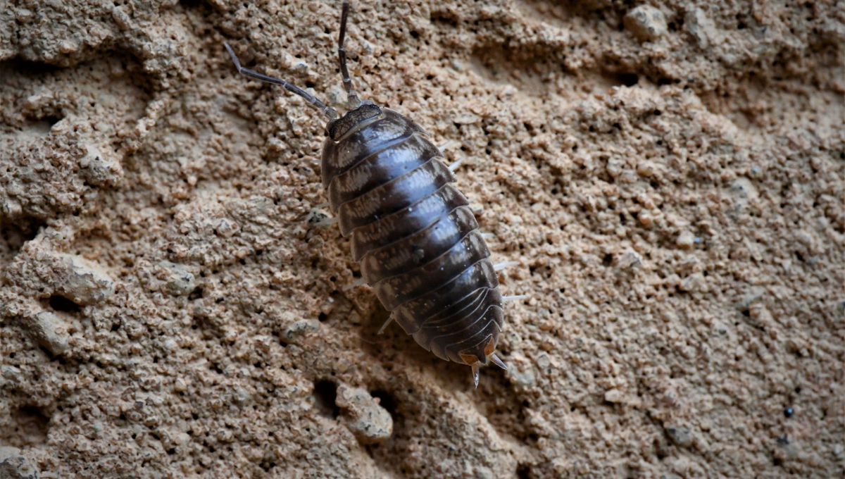 Qué significa que aparezca un bicho bolita en mi jardín