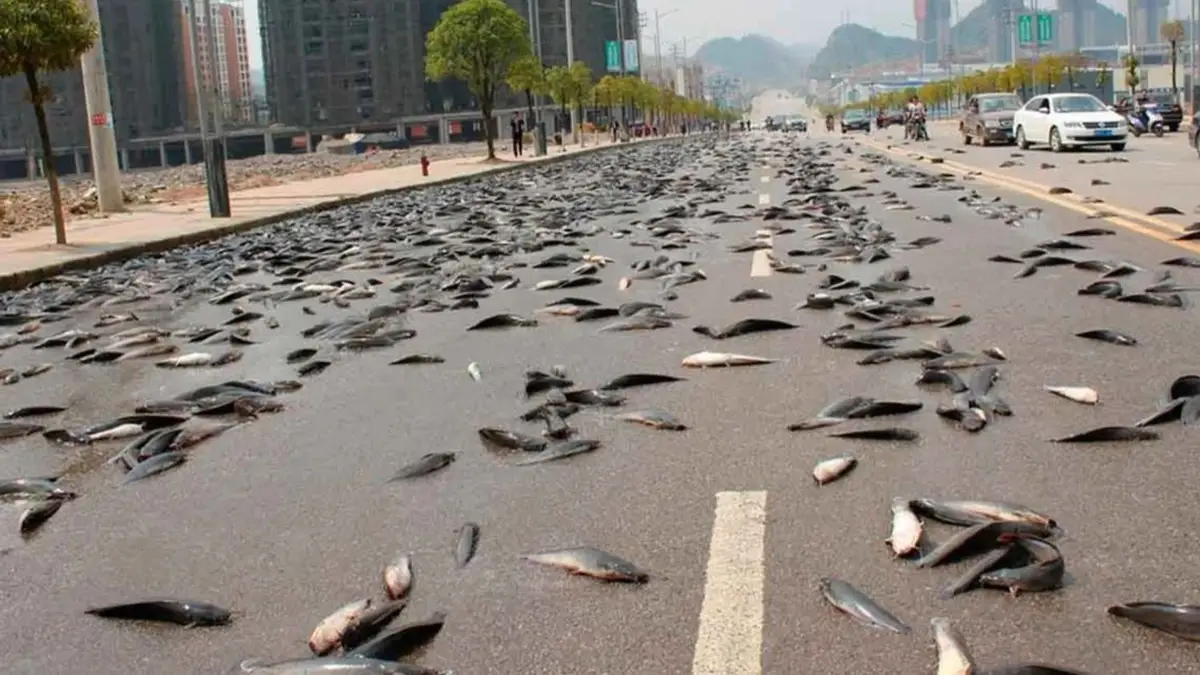 El país en el que ocurre la lluvia de peces: única en el mundo y es una ...