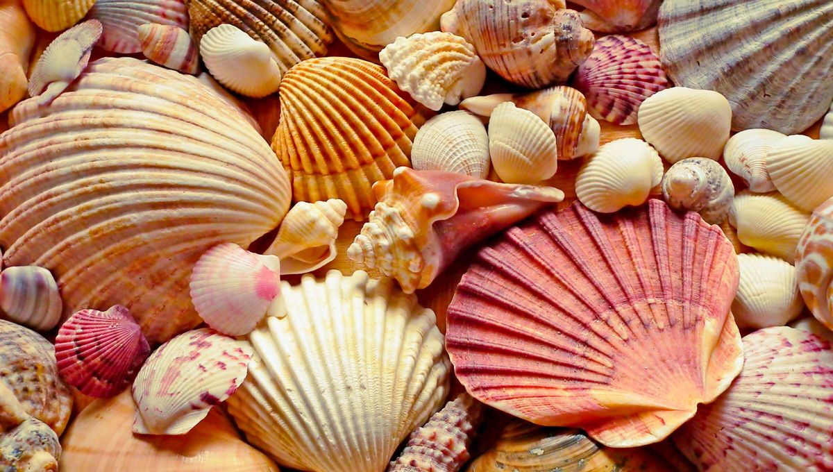 Quien tiene caracoles de mar en su casa, tiene un tesoro: por qué y ...