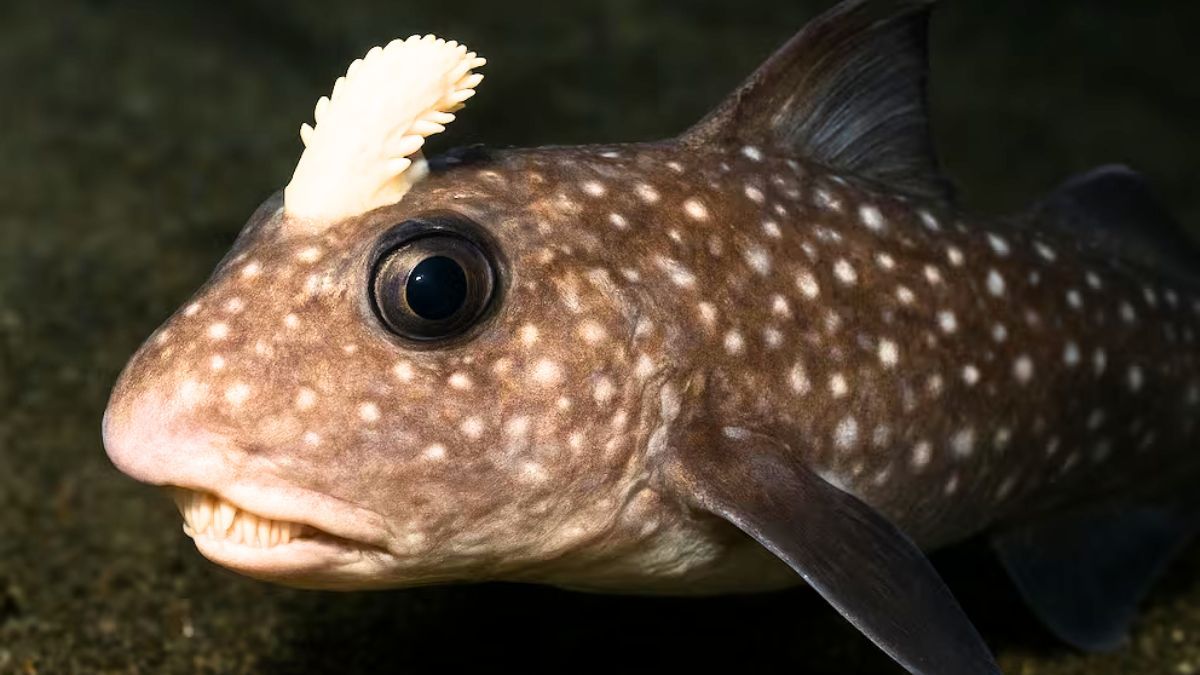 Un pez con dientes en la cabeza: el descubrimiento que cambia para ...