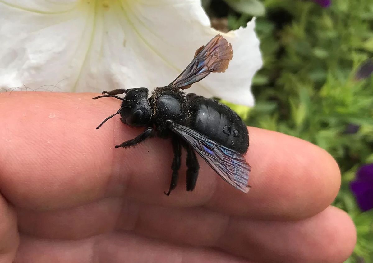 Cómo alejar las abejas carpinteras de casa con un repelente casero y ...