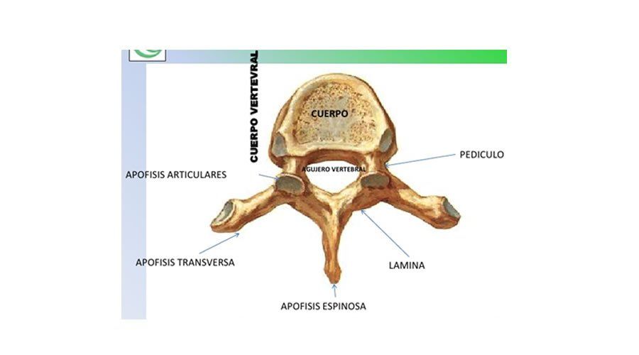 Fractura de apófisis tranversas: la seria lesión que sufrió Exequiel ...