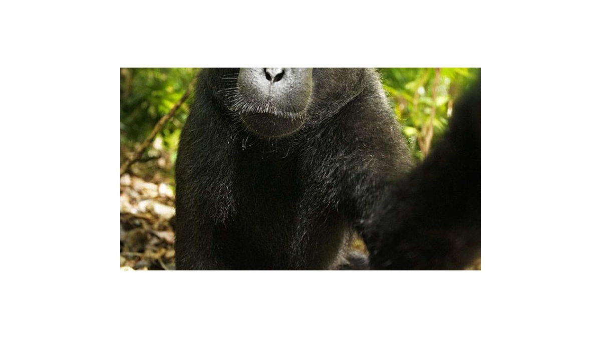 El macaco que puede hacer historia