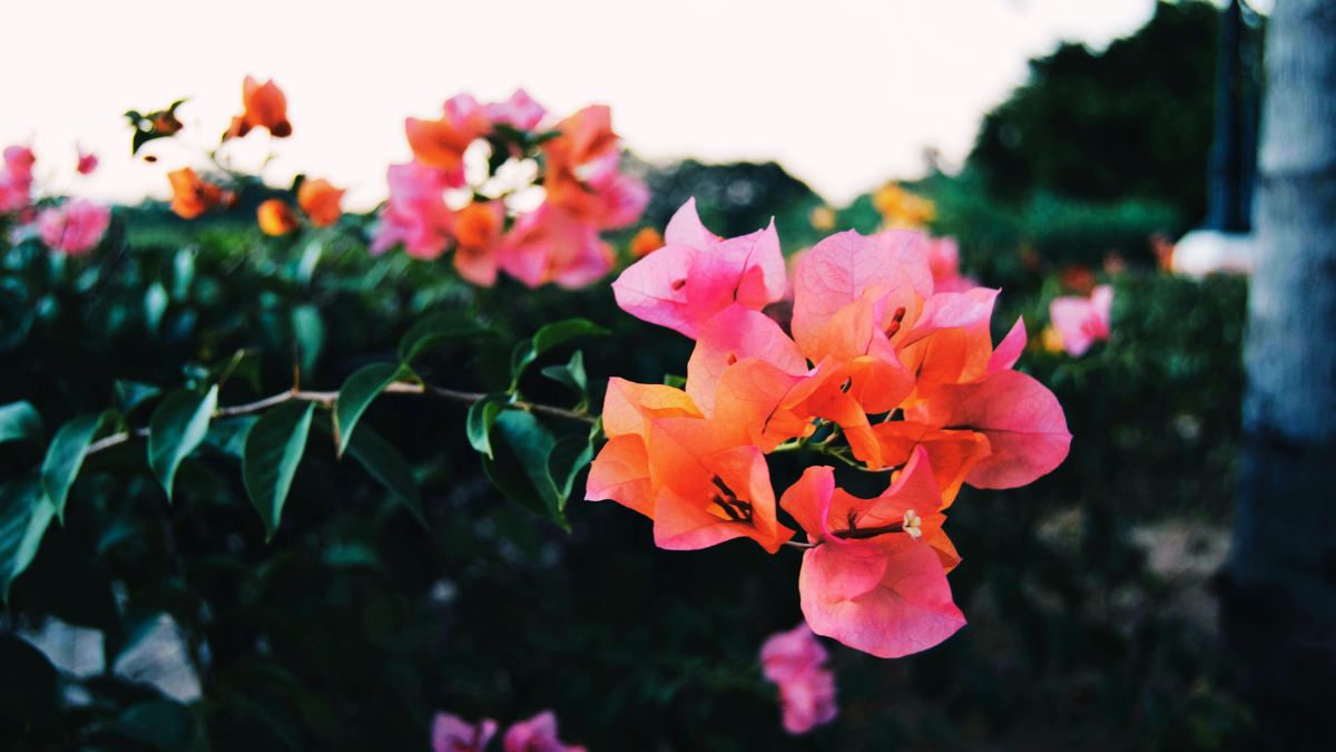 Descubre las plantas trepadoras con flores coloridas que le darán vida ...