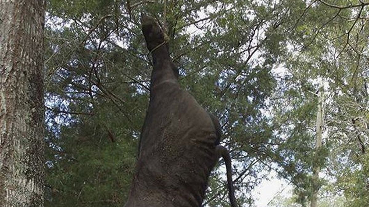 Mató un jabalí gigante que se metió en su jardín