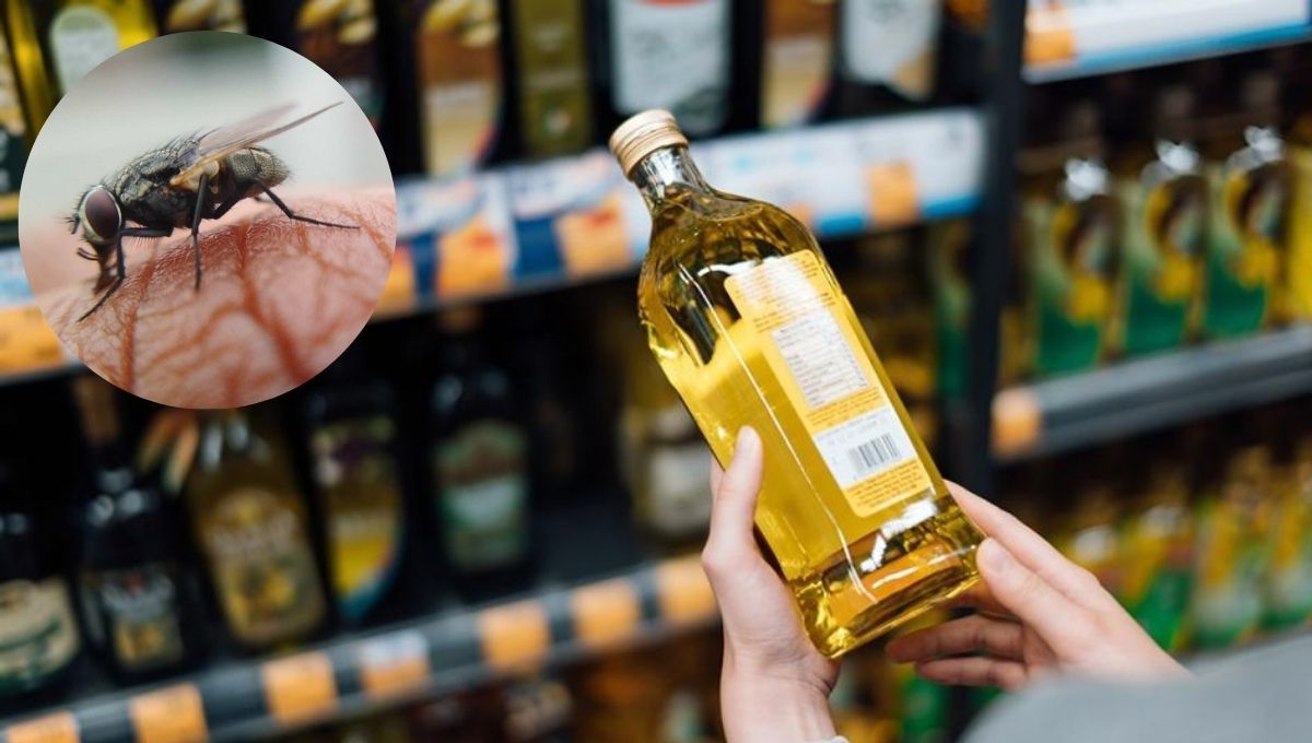 Cómo eliminar a las moscas de casa utilizando un poco de aceite de ...