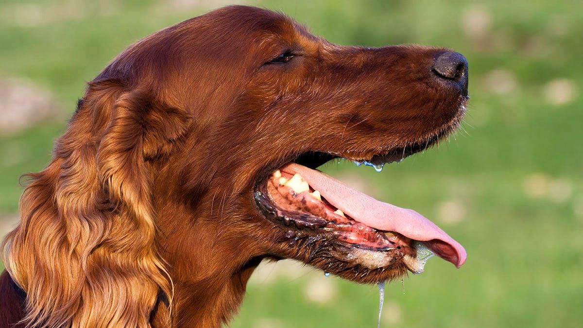 Qué significa que tu perro babee