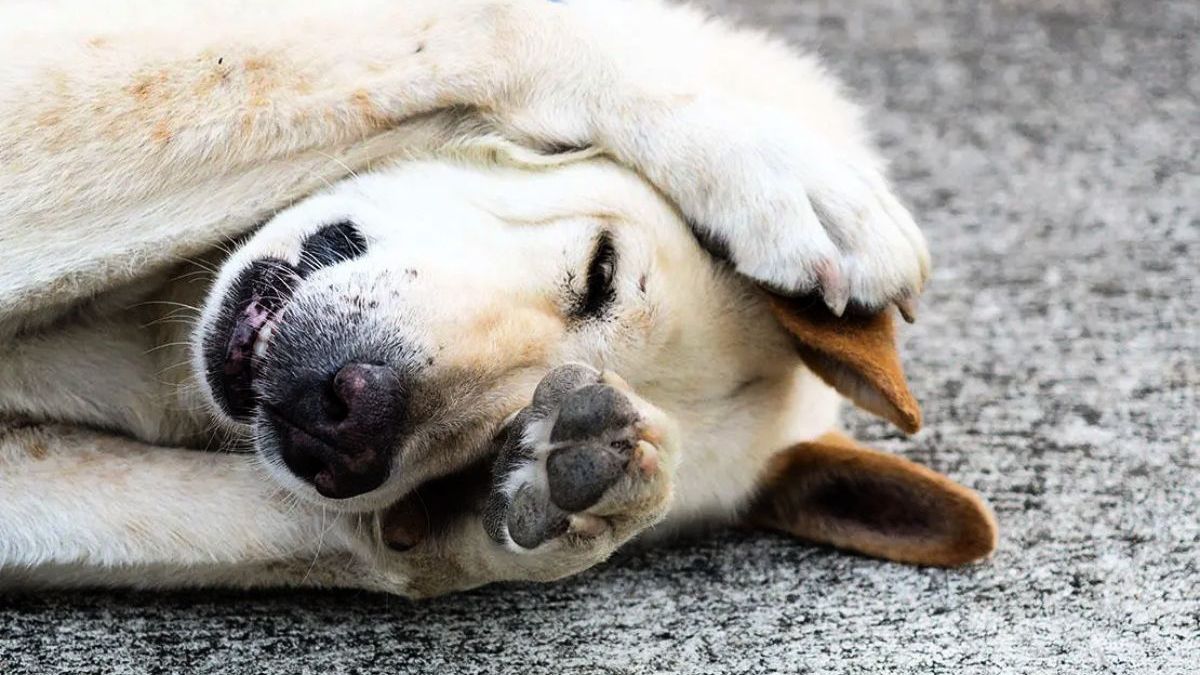 Pulgas en perros: el famoso hongo que puedes utilizar para proteger a ...