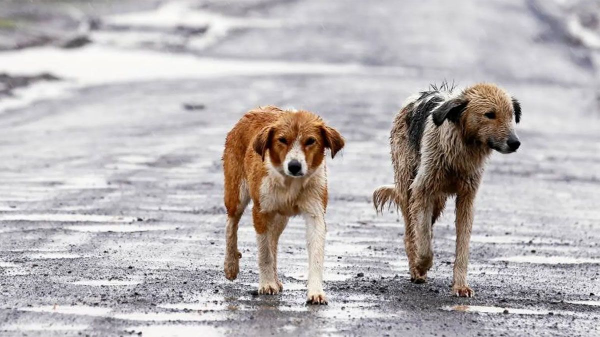 Qué significa Firulais y por qué a muchos perros se los llama de esa manera